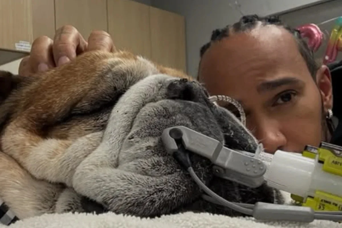 Lewis Hamilton Shares Emotional Update on Roscoe's Health