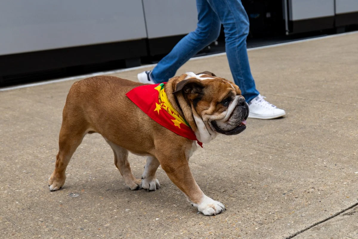 Lewis Hamilton Mourns Dog Roscoe’s Heartbreaking Death