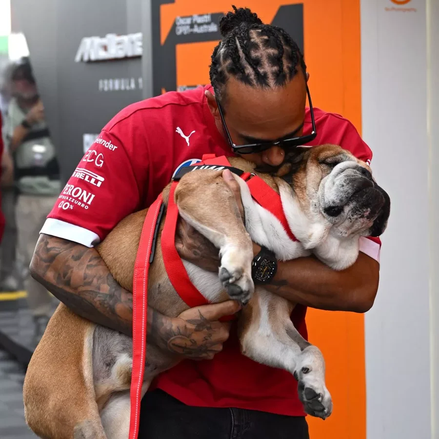 Lewis Hamilton's Dog Roscoe: The Bulldog Stealing Hearts
