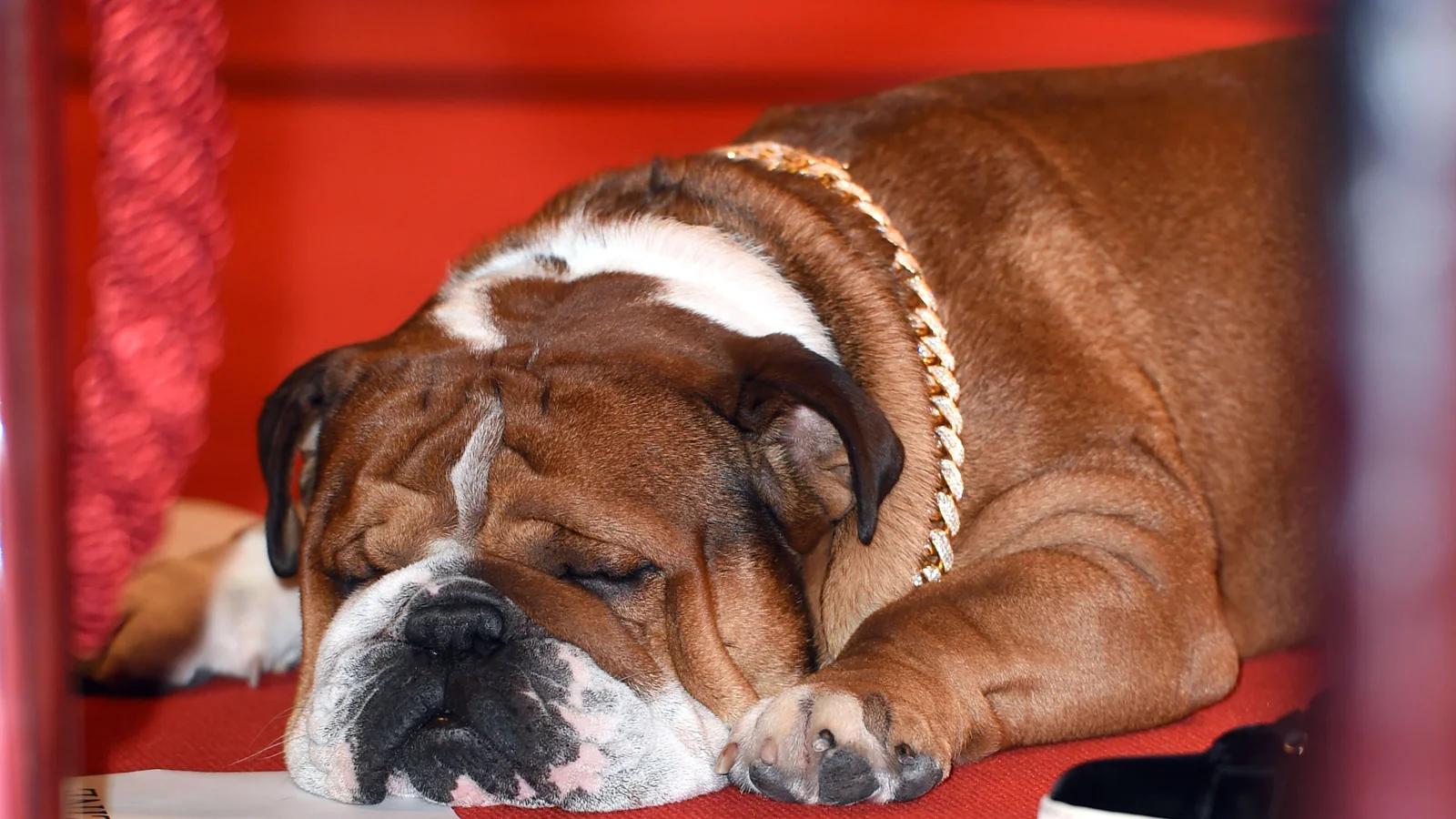 Lewis Hamilton Returns to F1 Paddock After Roscoe’s Death